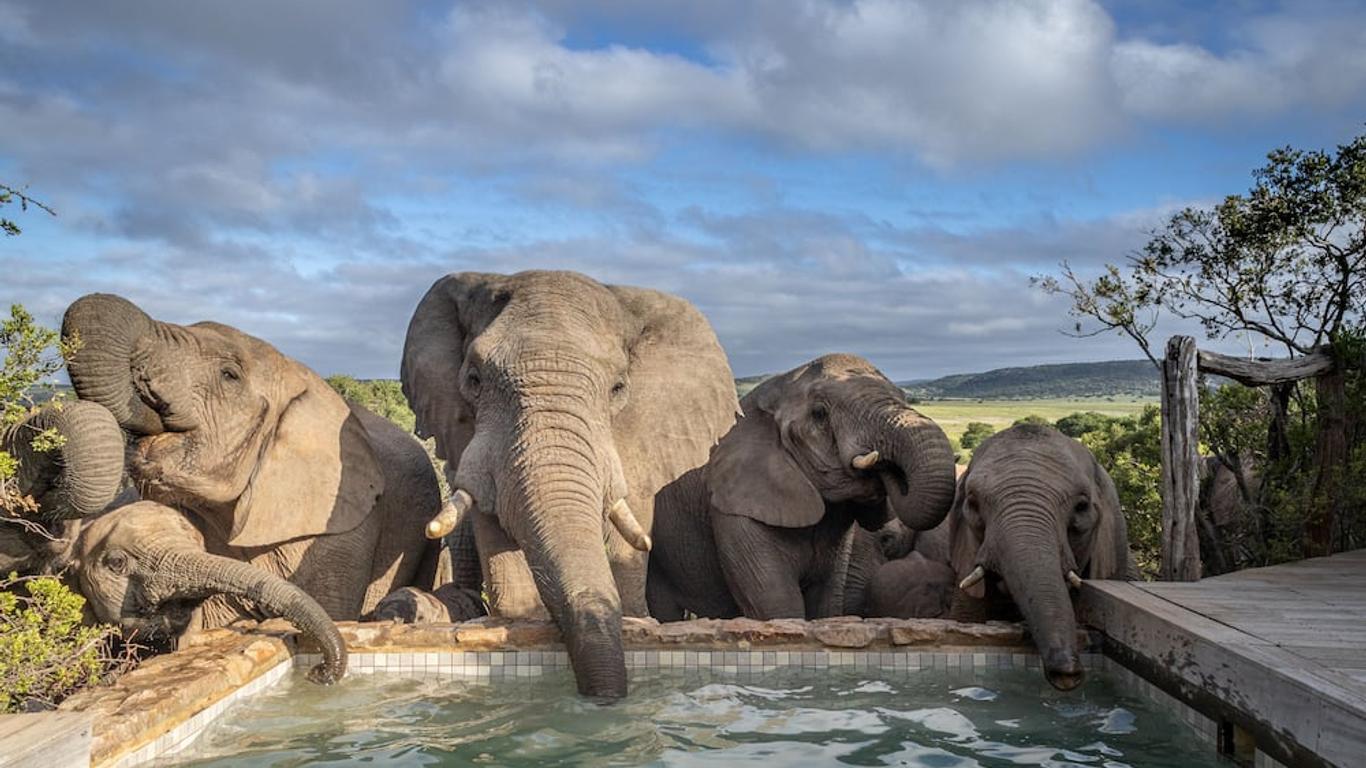 Discover The Untamed Beauty: Exploring The Wonders Of Amakhala Game ...