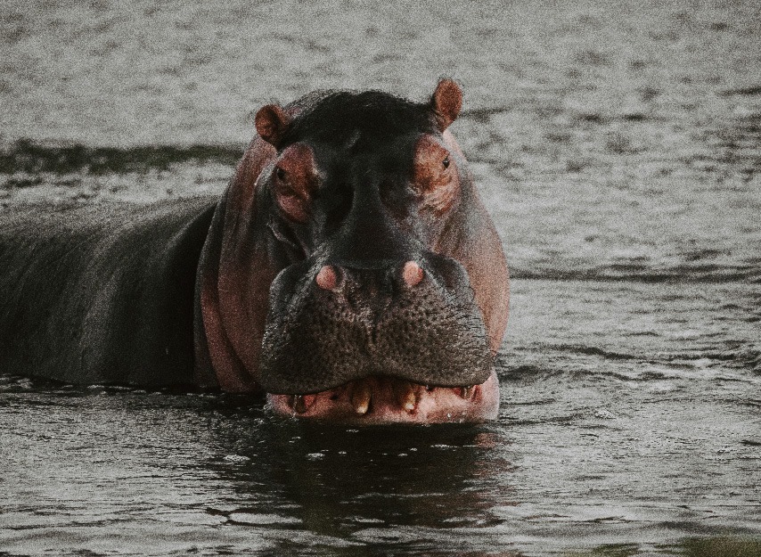 "Experience Wild Luxury At Hlosi Game Lodge In Amakhala" – Amakhala ...