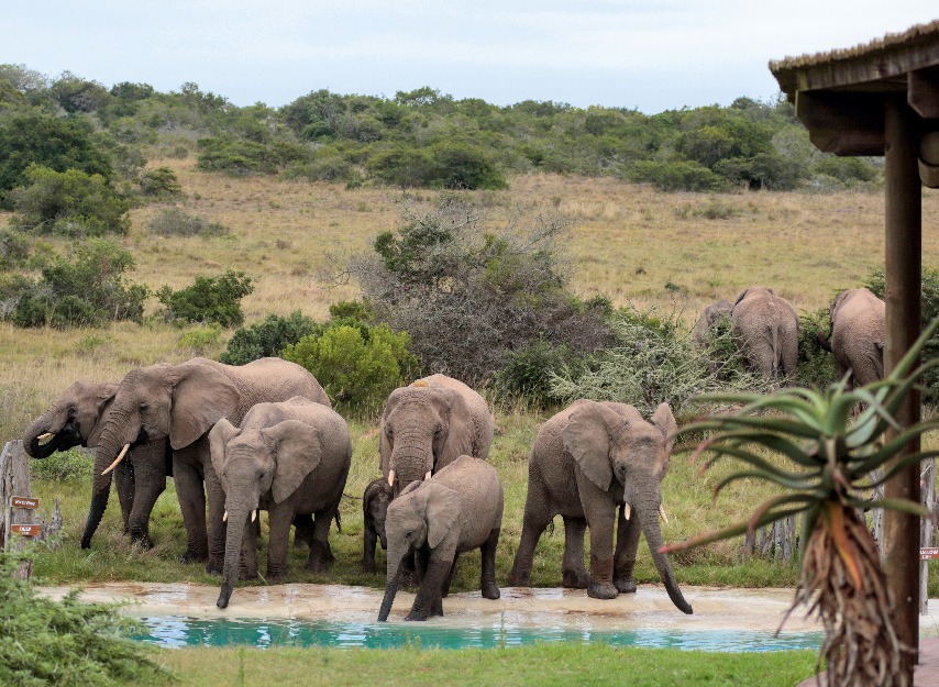 Why Hlosi Game Lodge Is The Best Choice For A Luxury Family Safari ...